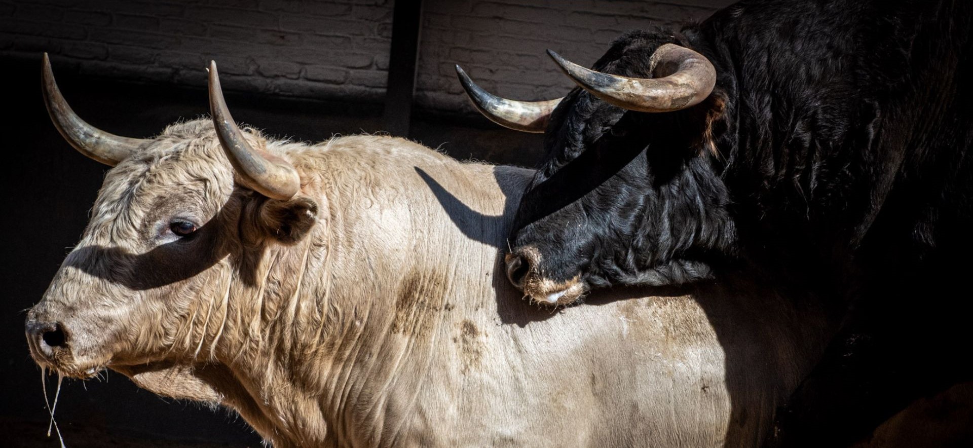 Los novillos para el primer festejo de la Feria de la Comunidad en Las ...