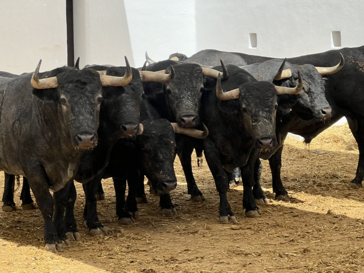 Orden de lidia de los toros de Victorino Martín para hoy en Alicante ...