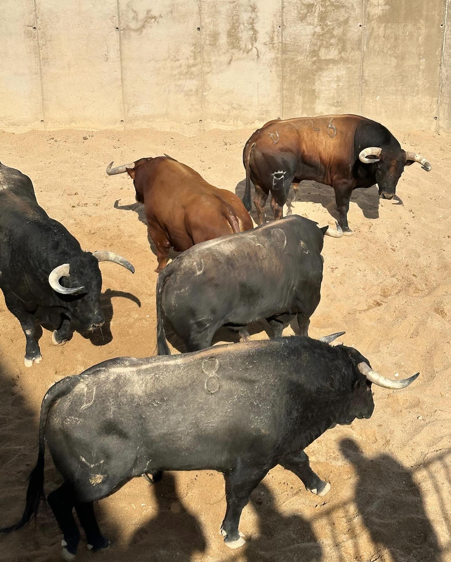 Sorteo de los toros de Martín Lorca para Ciudad Real - Chicuelinas y ...