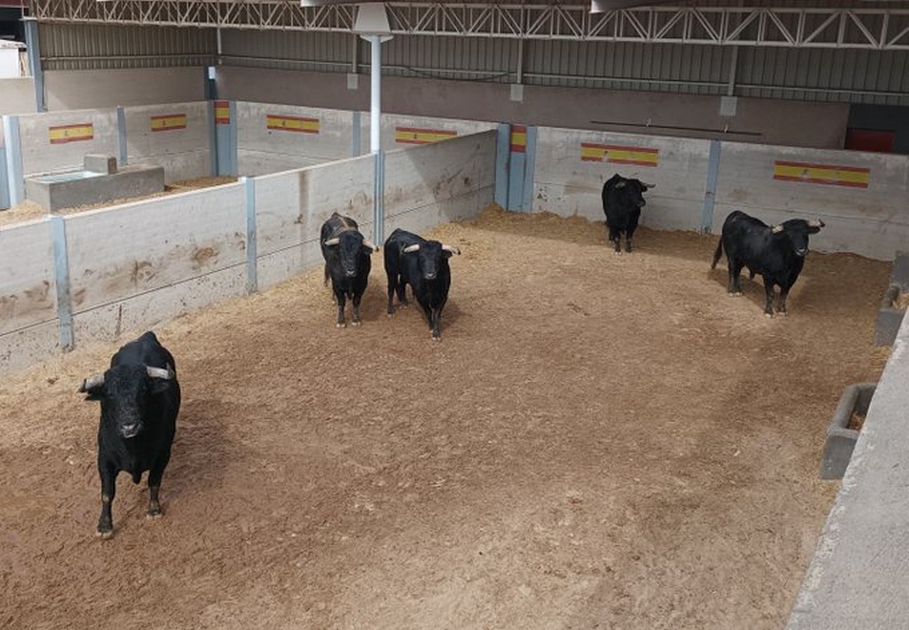 Los ejemplares de Cuadri para cerrar el Alfarero de Oro - Chicuelinas y ...