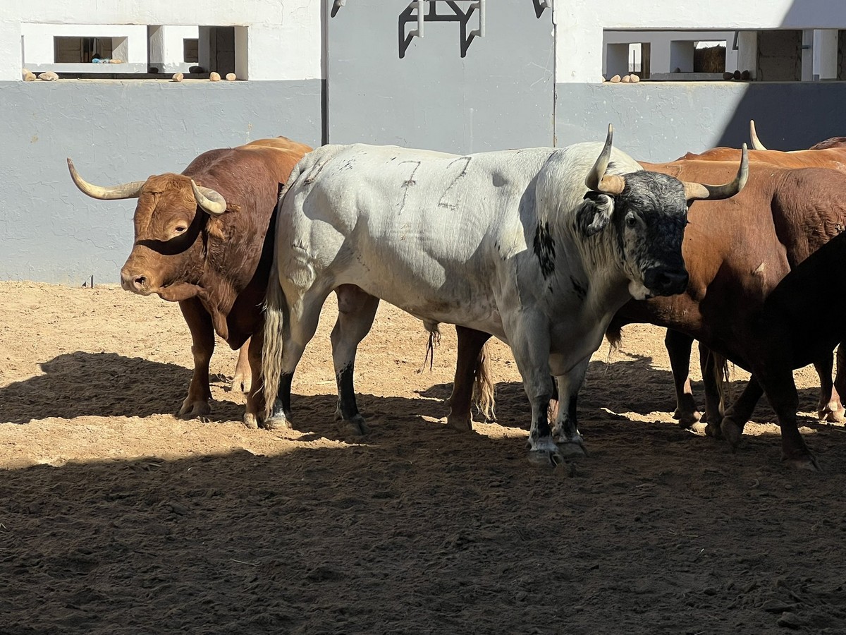 Los toros de Santiago Domecq para Albacete - Chicuelinas y Tafalleras