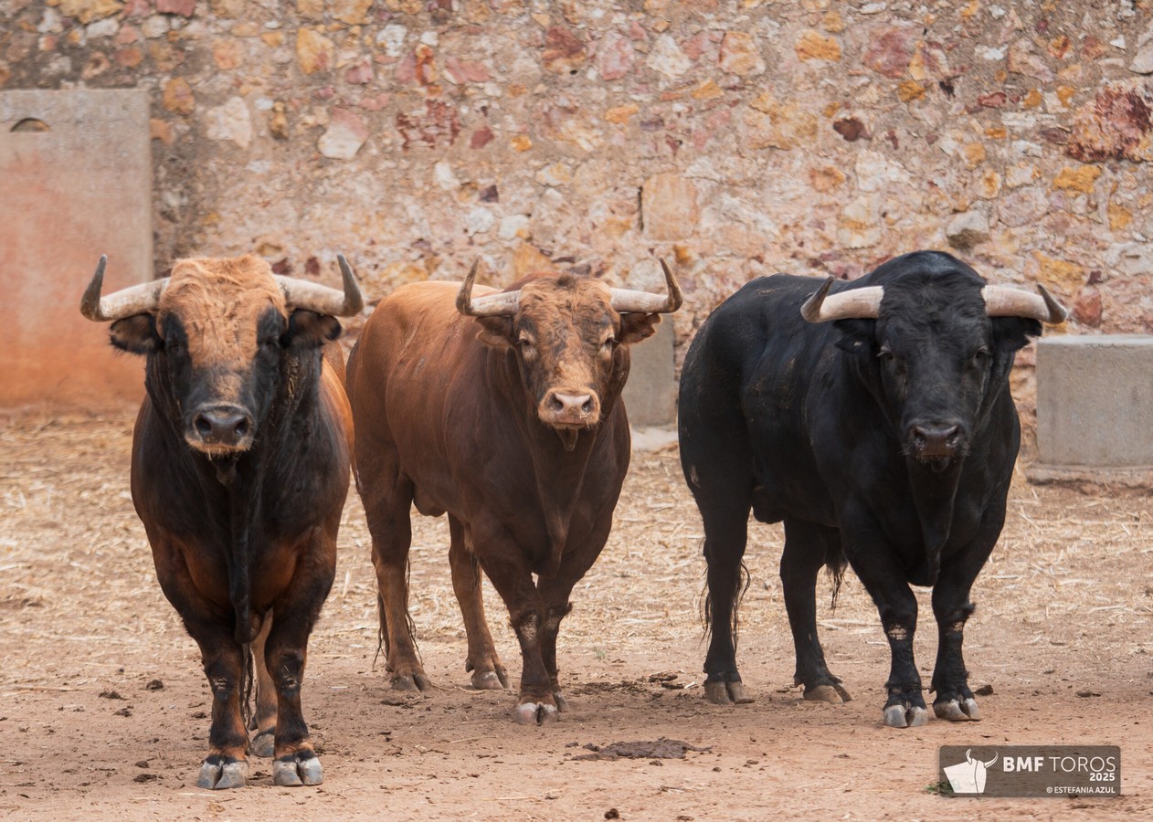 Listos los toros de Garcigrande para Salamanca - Chicuelinas y Tafalleras