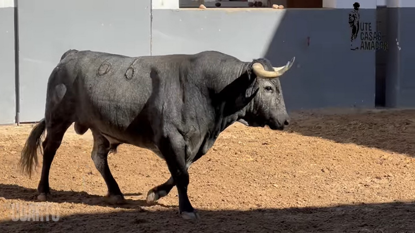Los toros de La Quinta para Albacete - Chicuelinas y Tafalleras