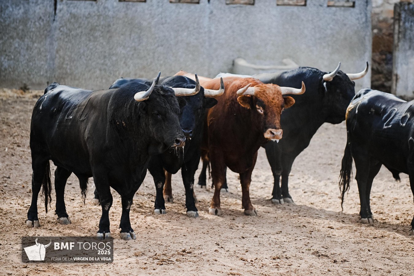 Orden de lidia de los toros de Vellosino para Salamanca - Chicuelinas y ...