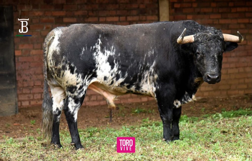 Orden de lidia para la primera corrida de Cali - Chicuelinas y Tafalleras