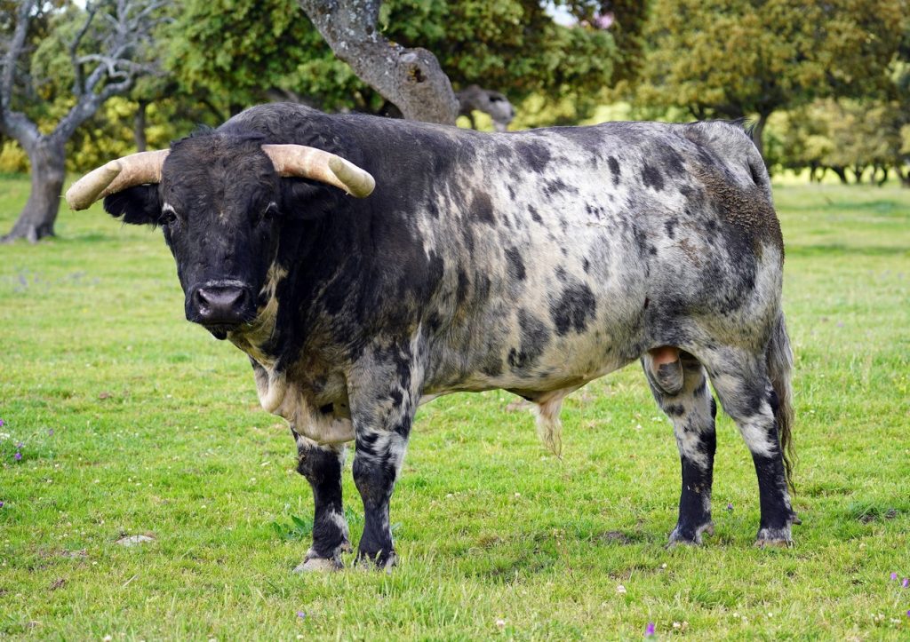 Los toros de El Pilar para la Corrida de la Oportunidad en Valladolid ...