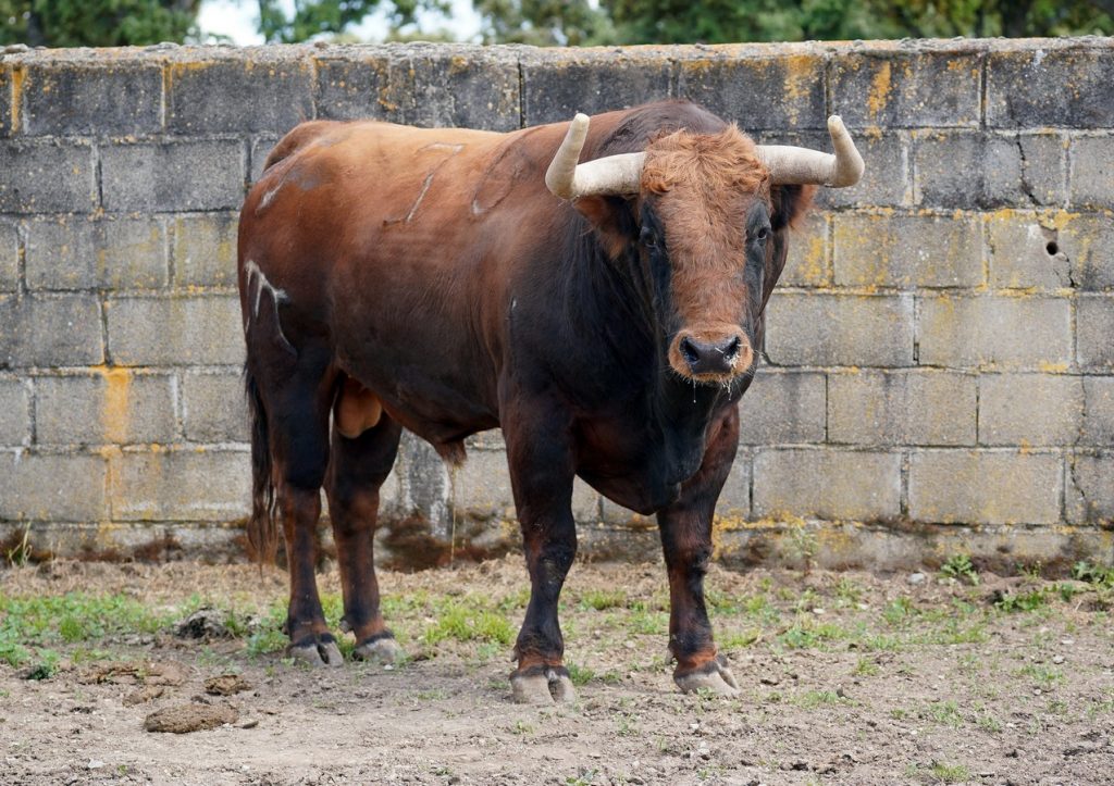 Los toros de El Pilar para la Corrida de la Oportunidad en Valladolid ...