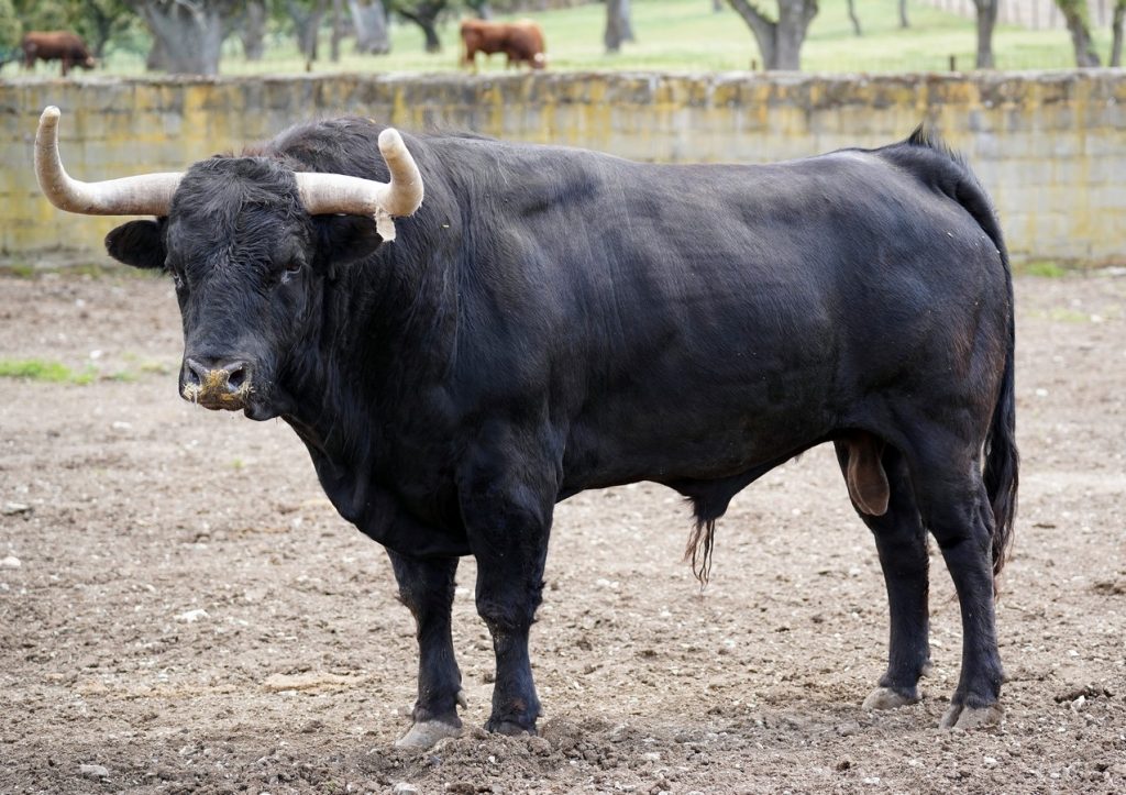 Los toros de El Pilar para la Corrida de la Oportunidad en Valladolid ...
