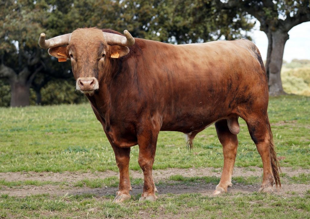 Los toros de El Pilar para la Corrida de la Oportunidad en Valladolid ...